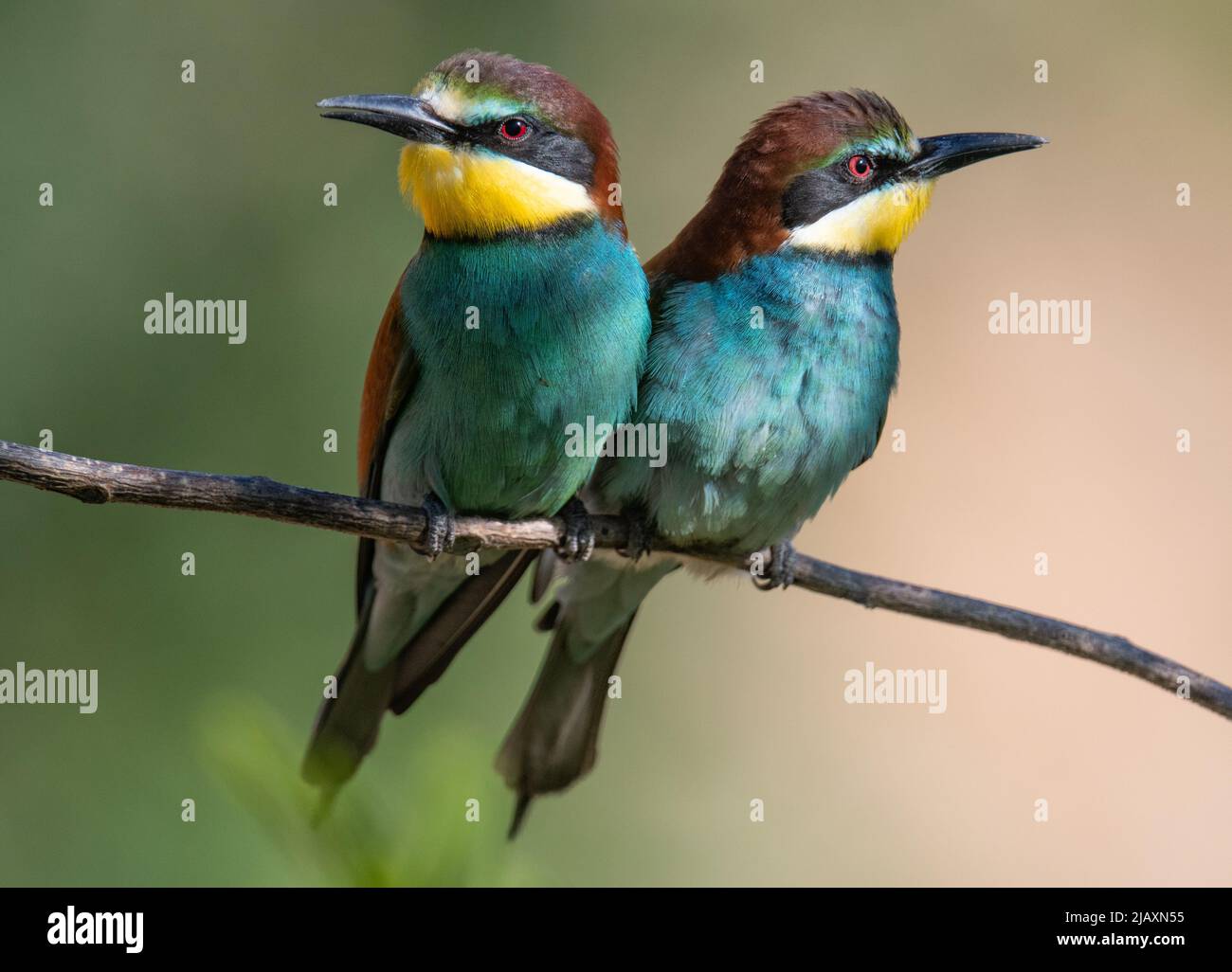 Lambsheim, Germany. 01st June, 2022. Bee-eaters sitting on a branch in ...