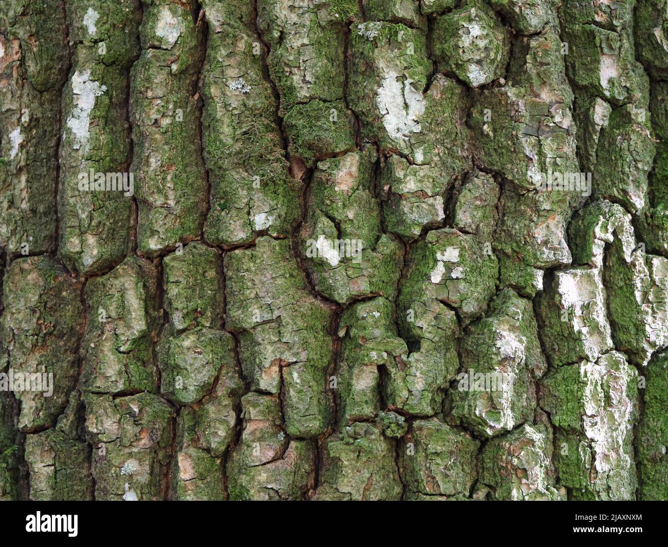 Bark wood texture hi-res stock photography and images - Alamy