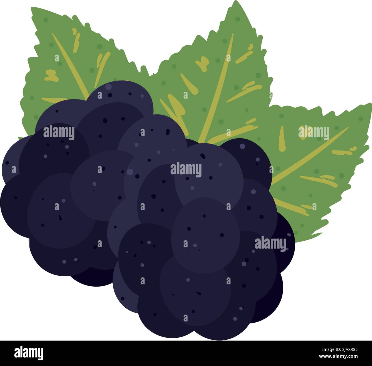 flat fresh grapes design Stock Vector Image & Art - Alamy