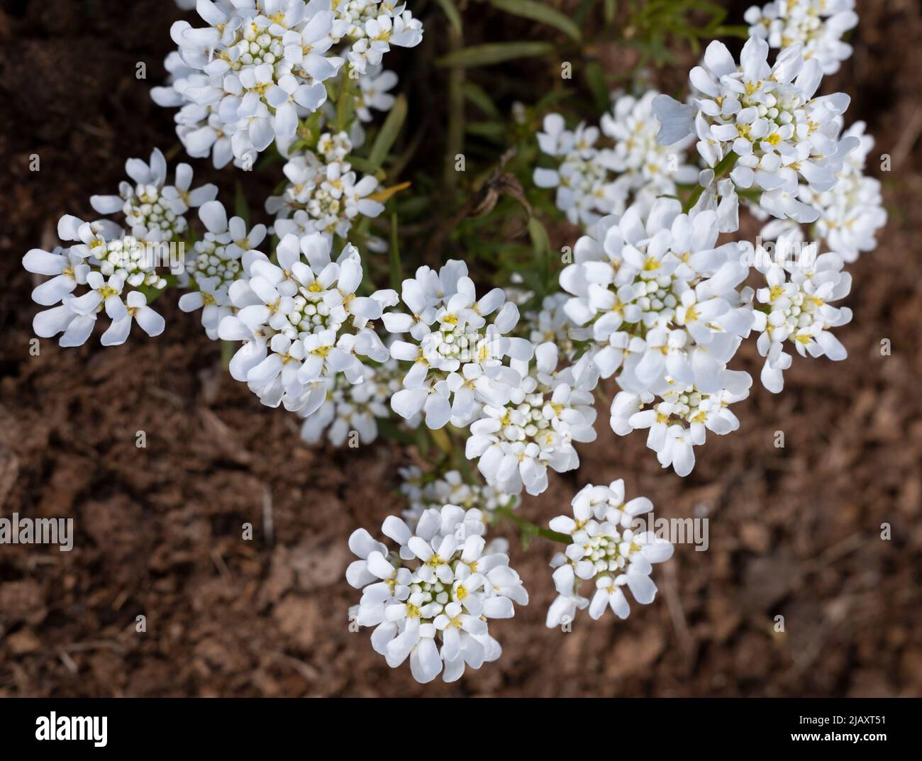 Spring flowering candytuft hi-res stock photography and images - Alamy