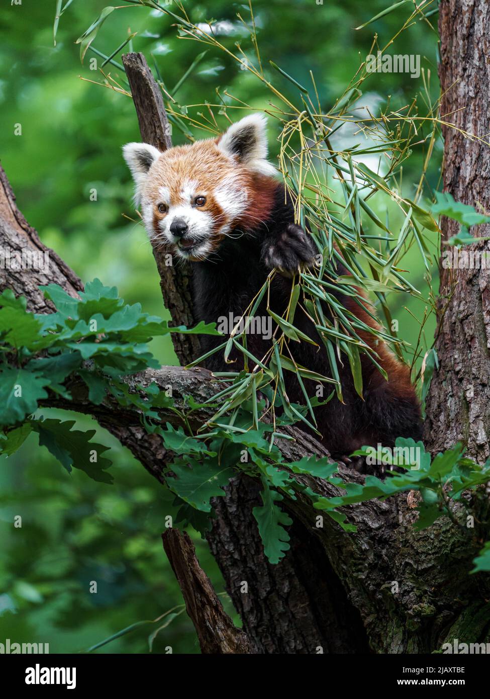 Funny red panda hi-res stock photography and images - Alamy