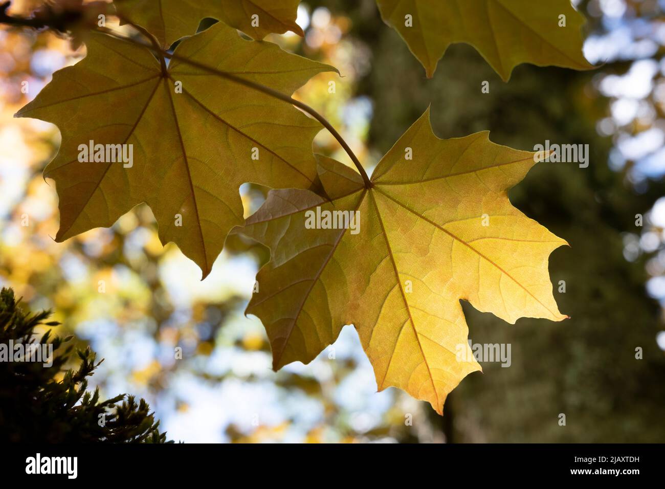 Acer platanoides, commonly known as the Norway maple leaves in closeup ...