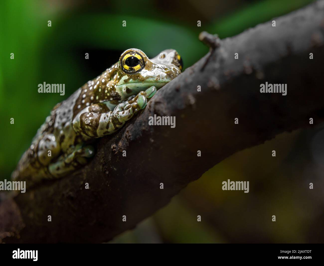 Mission golden eyed frog hi-res stock photography and images - Alamy