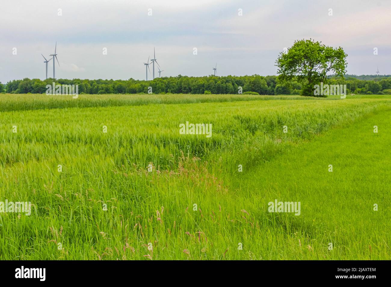 Cloudy sky with beautiful natural forest and agricultural landscape ...