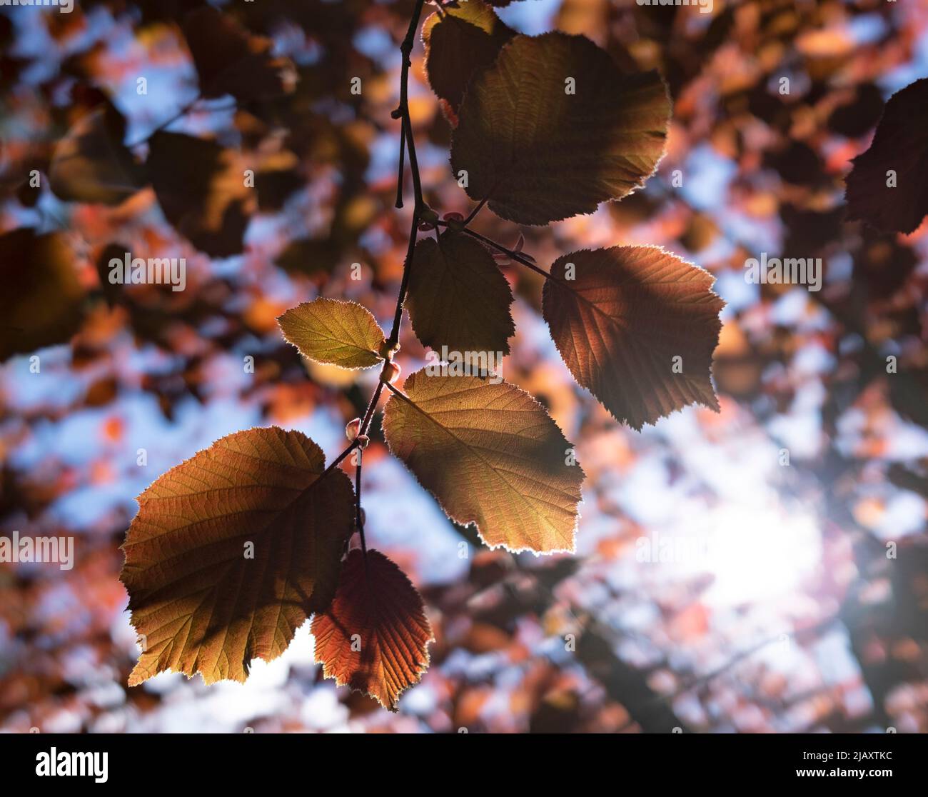 Hazel structure hi-res stock photography and images - Alamy