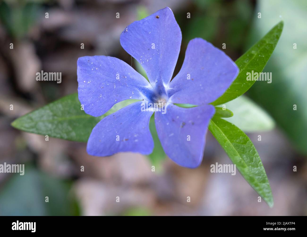 Vinca minor, known as Lesser Periwinkle or Dwarf Periwinkle flower in ...