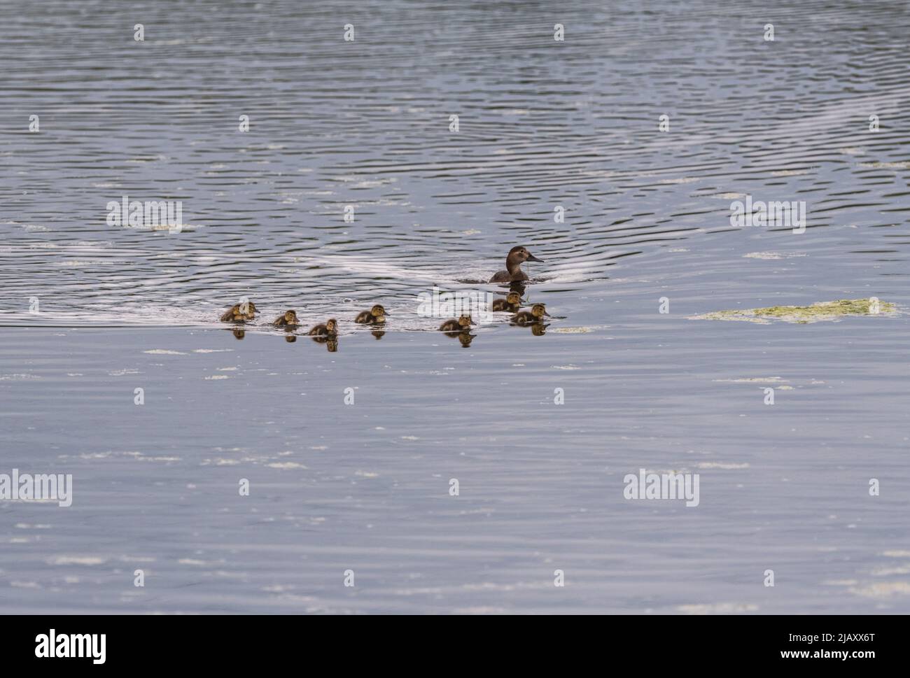 Female Pochard (Aythya ferina) with ducklings Stock Photo - Alamy
