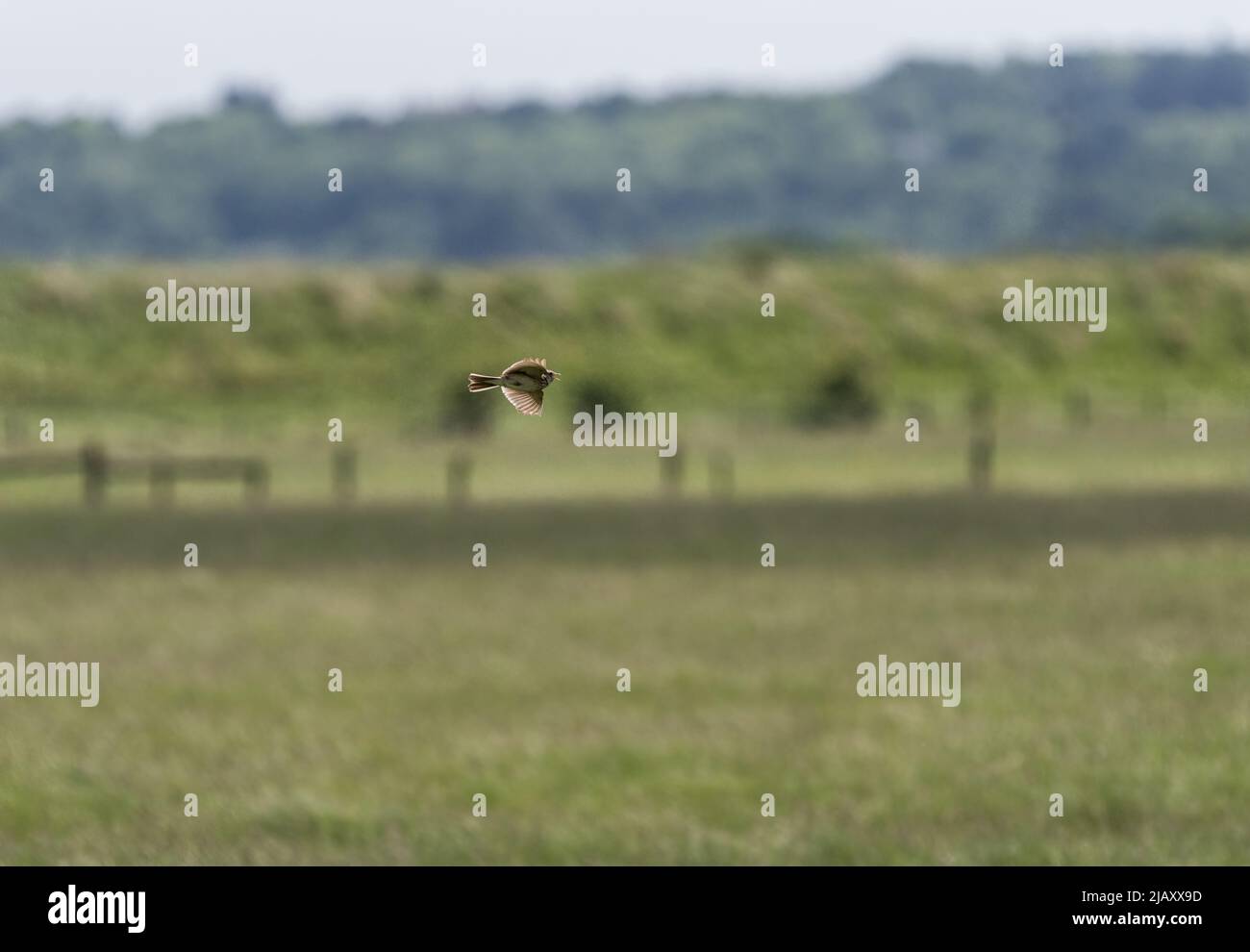 Flying Skylark (Alauda arvensis Stock Photo - Alamy