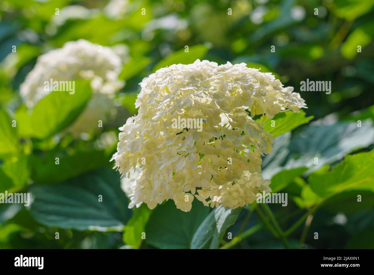 White Hydrangea Paniculata Limelight flowers in full bloom close up in ...