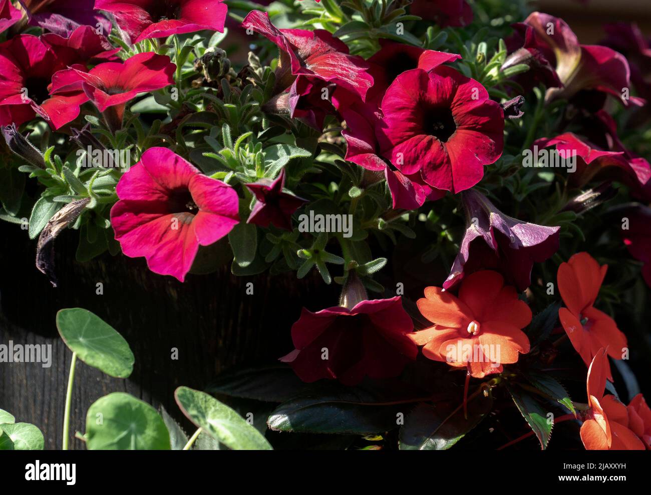 Deep red petunias in a flower pot Stock Photo - Alamy