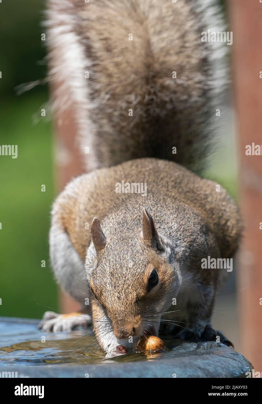 A Squirrel on the bird bath Stock Photo - Alamy
