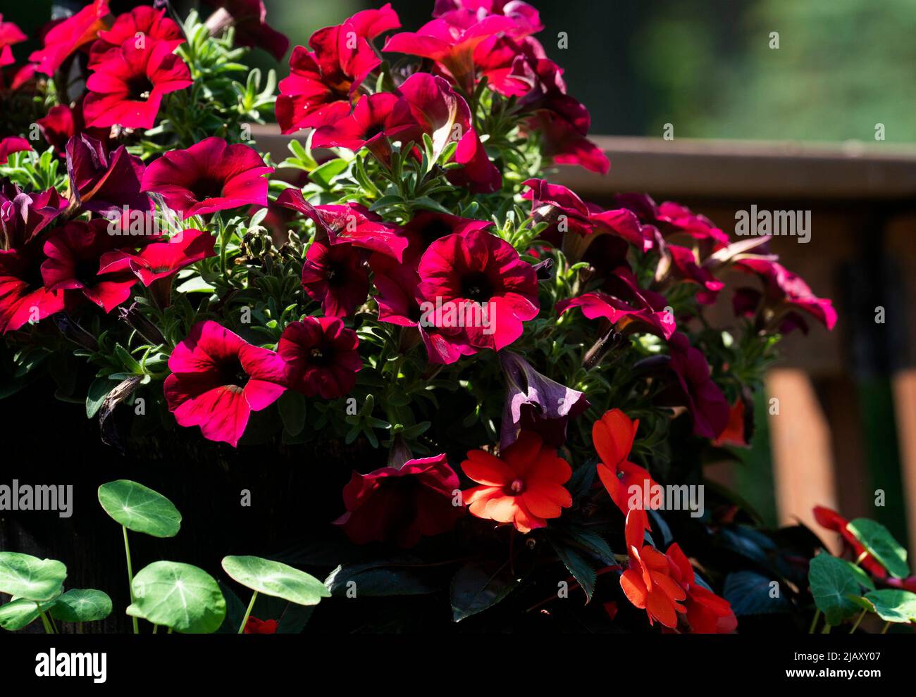 Deep red petunias in a flower pot Stock Photo - Alamy