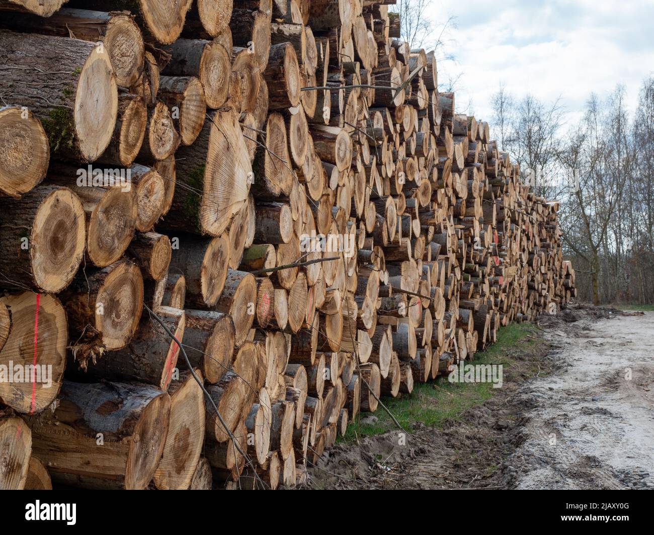 Pile of logs, timber harvesting, forest woodworking industry. logging ...