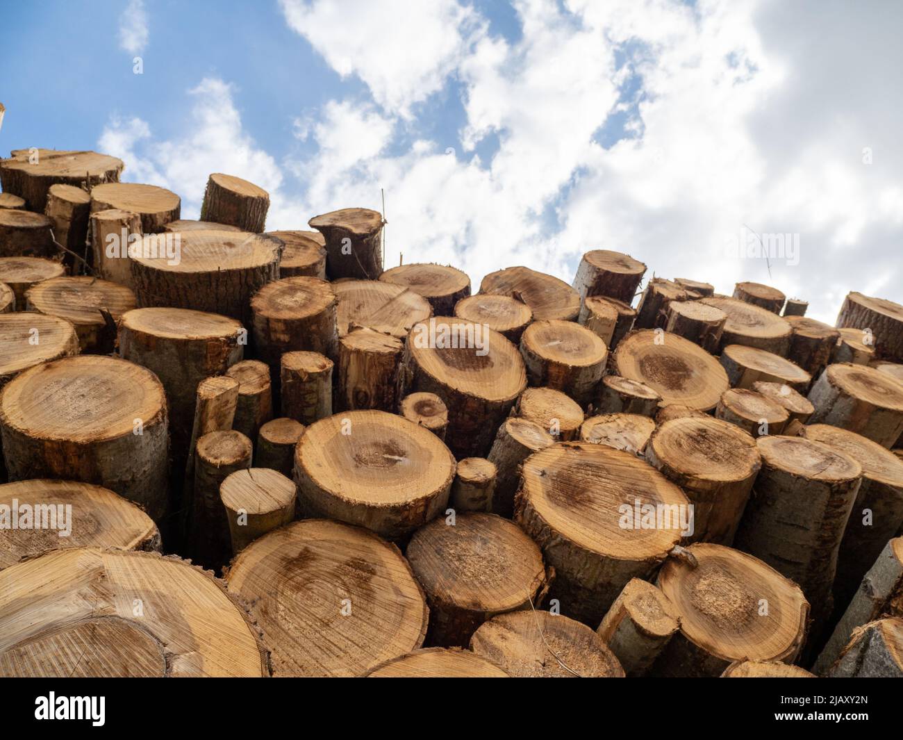 Pile of logs, timber harvesting, forest woodworking industry. logging ...