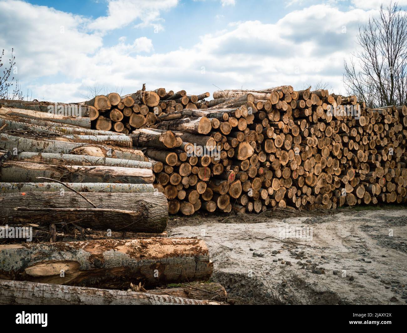 Pile of logs, timber harvesting, forest woodworking industry. logging ...