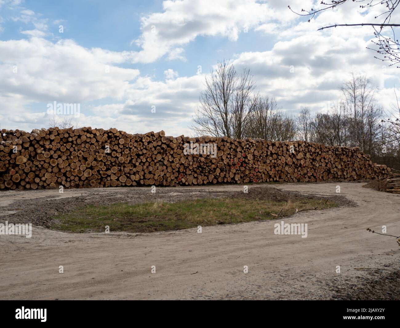 Pile of logs, timber harvesting, forest woodworking industry. logging ...