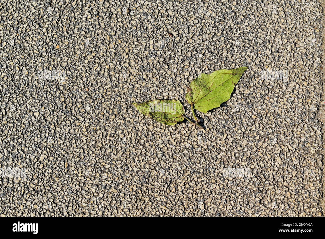 Concrete floor texture background and green leaves Stock Photo - Alamy