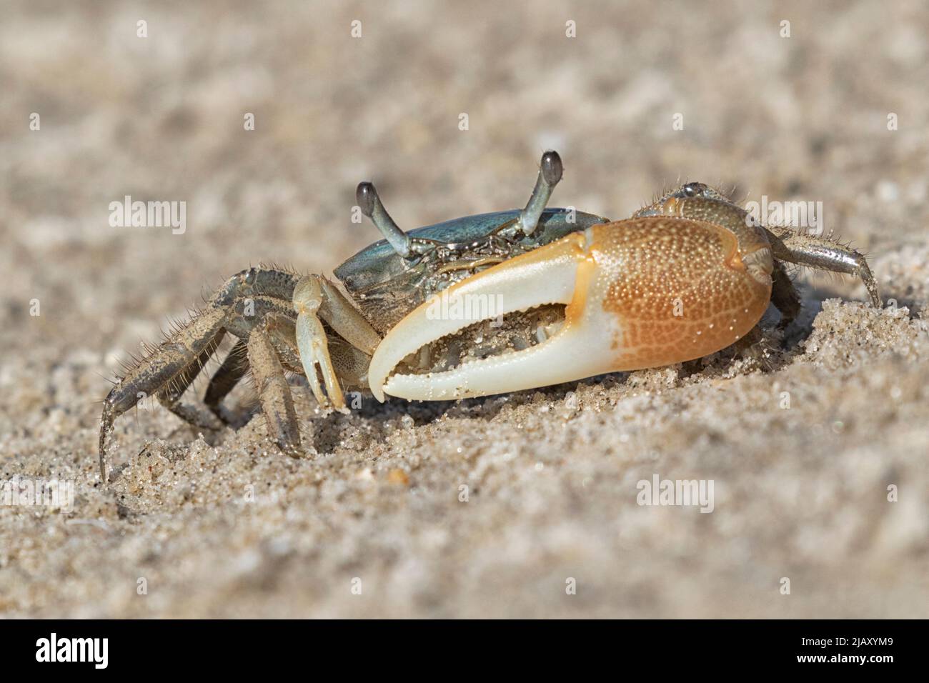 Male brackish water fiddler crab (Uca minax) in Galveston, Texas Stock ...