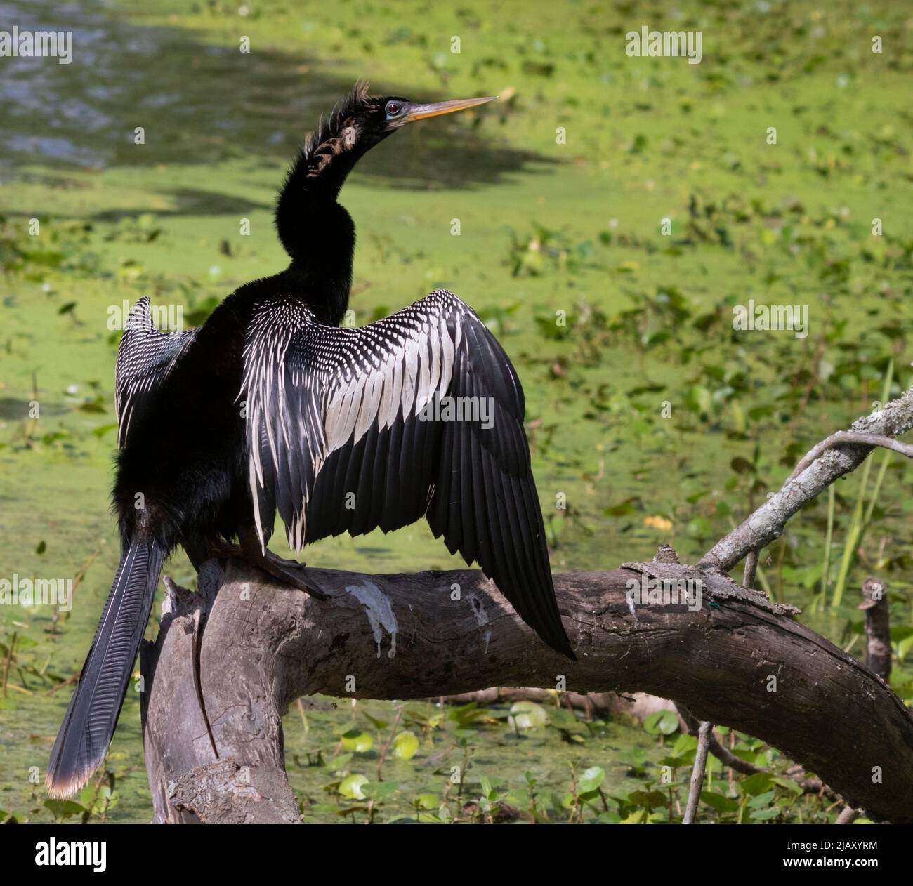 The anhinga (Anhinga anhinga) drying wings on a sun Stock Photo - Alamy