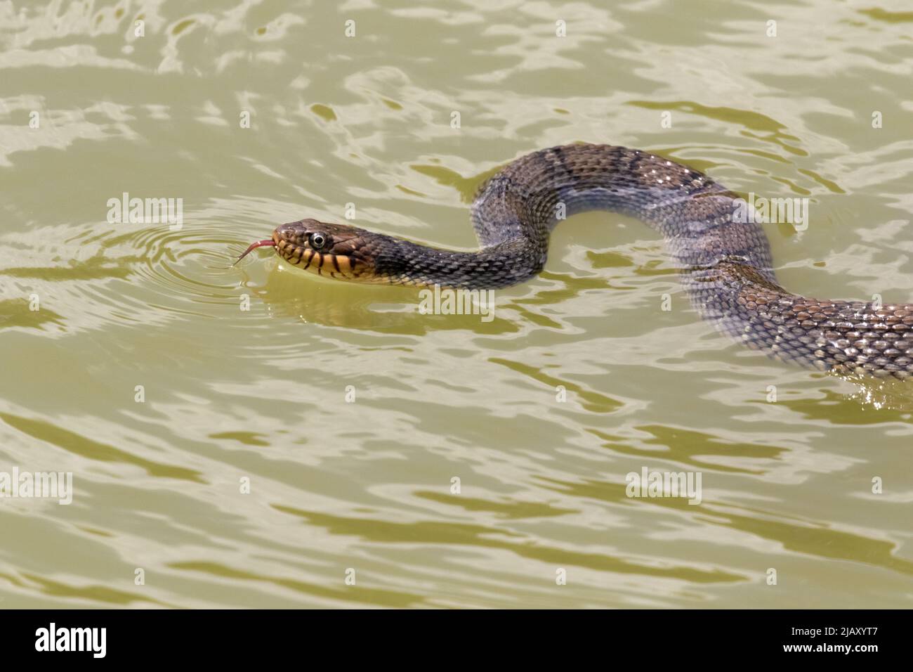 Swimming water snake (Nerodia sp Stock Photo - Alamy