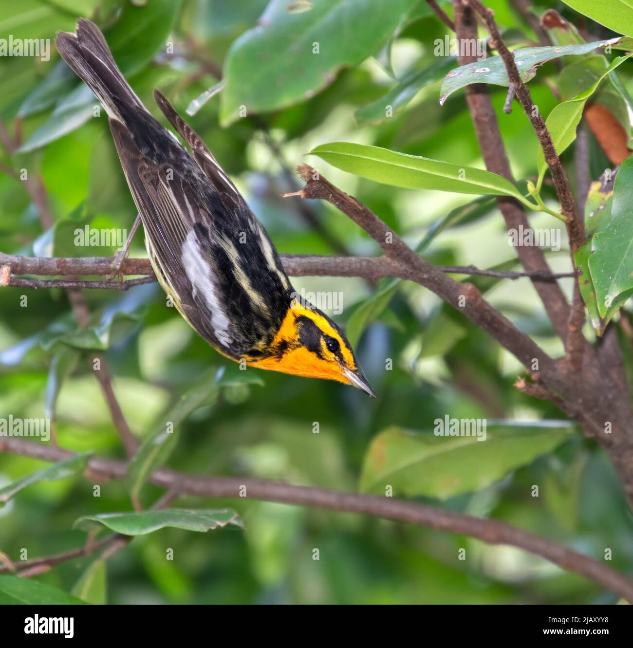 The Blackburnian warbler (Setophaga fusca Stock Photo - Alamy