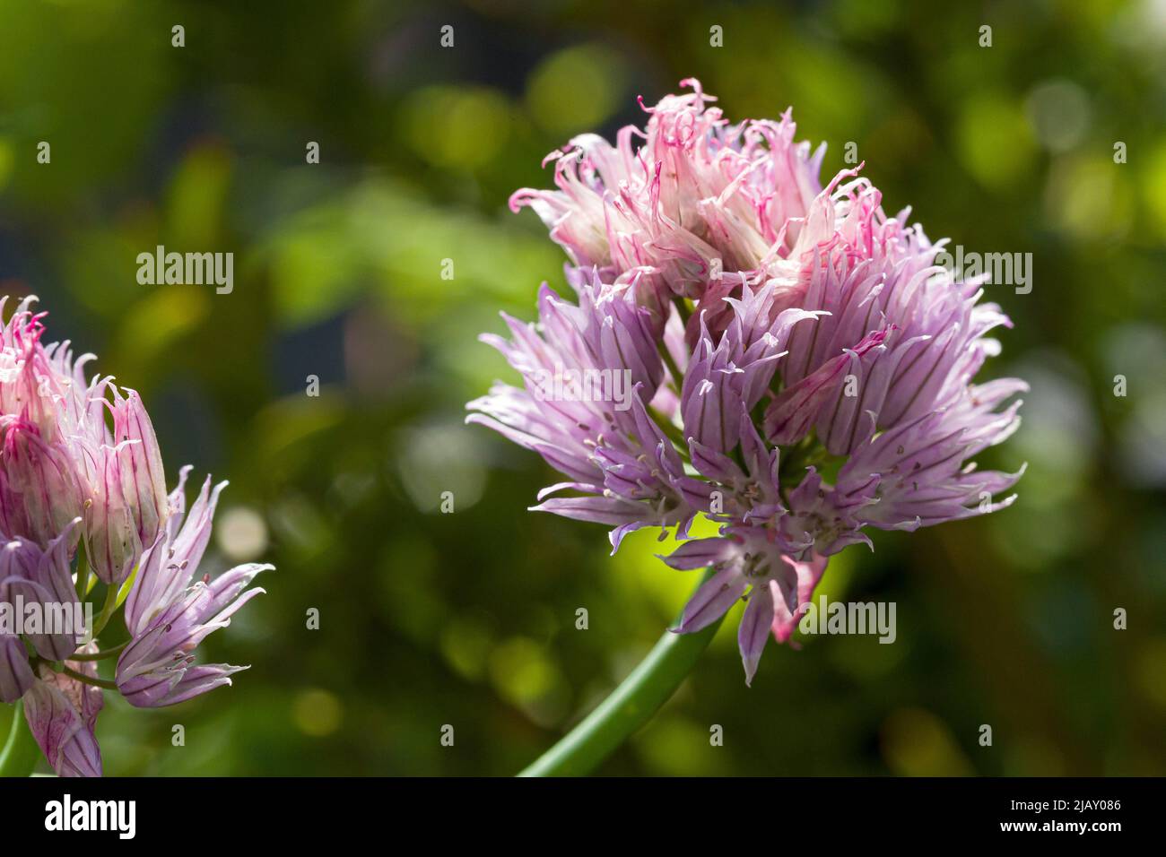 Chive plant garlic chives hi-res stock photography and images - Alamy