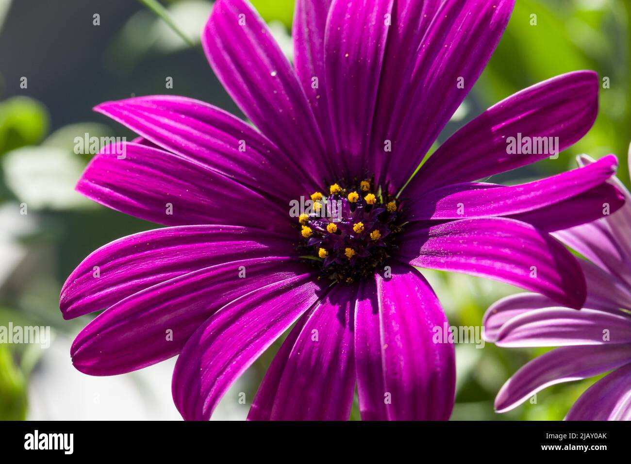 Pink ovary hi-res stock photography and images - Alamy