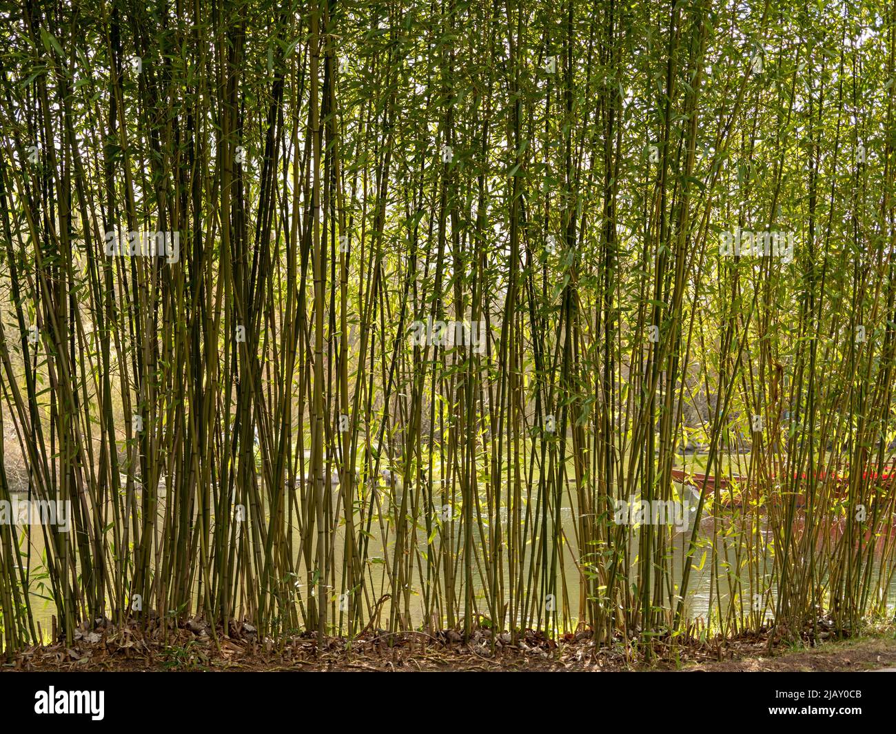 Bamboo forest pond on hi-res stock photography and images - Alamy