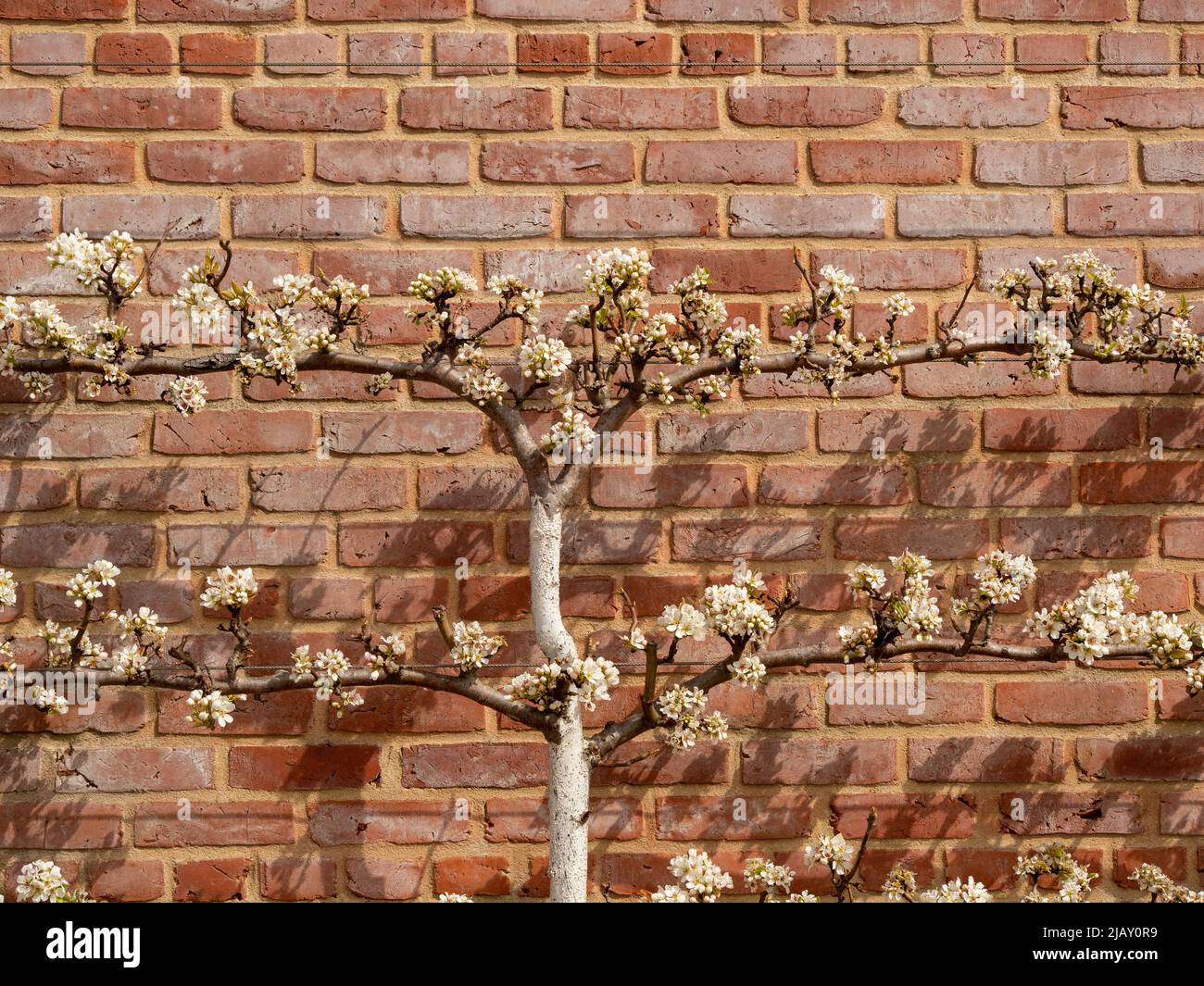 Cherry tree brick wall hi-res stock photography and images - Alamy