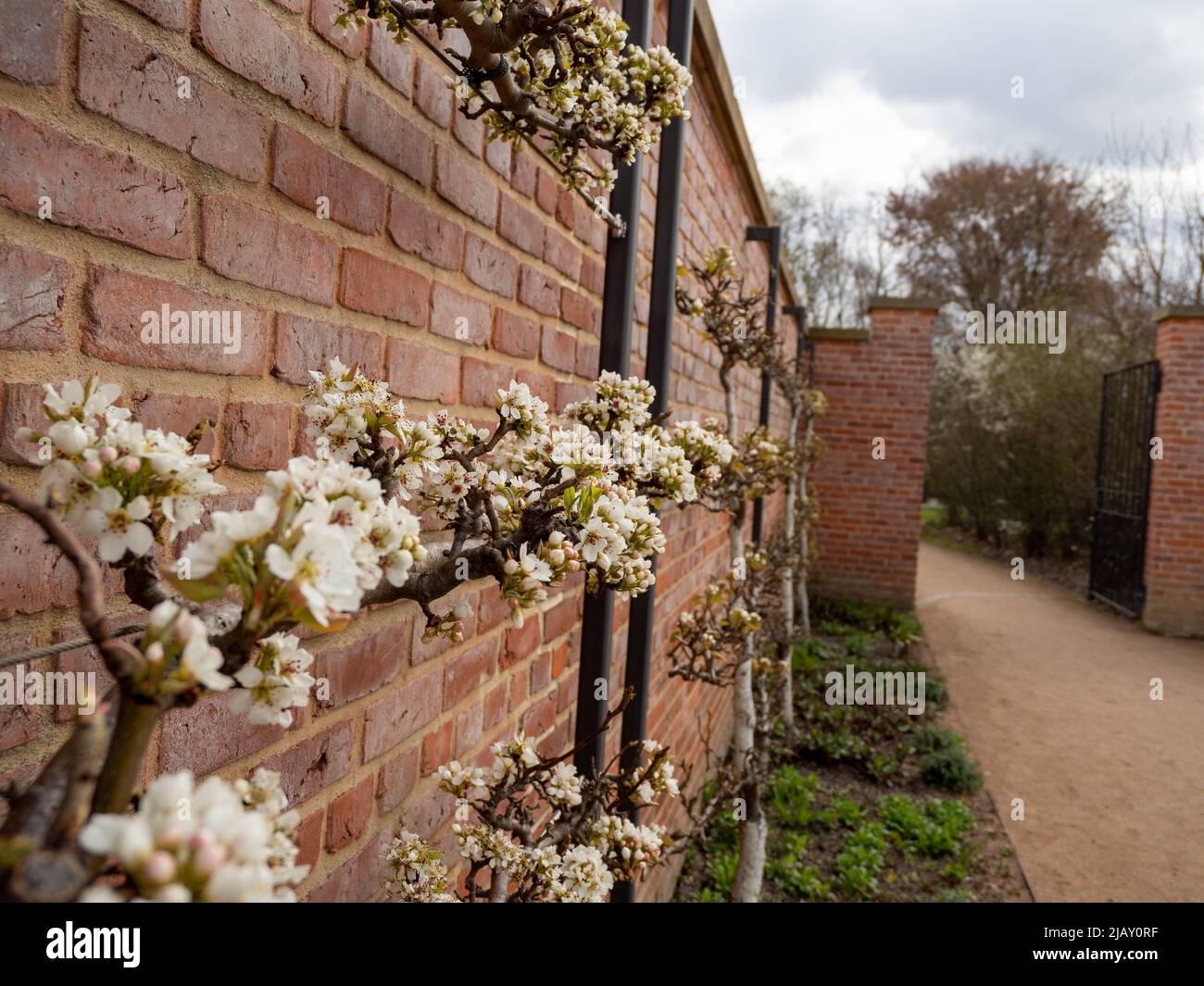 Cherry tree brick wall hi-res stock photography and images - Alamy
