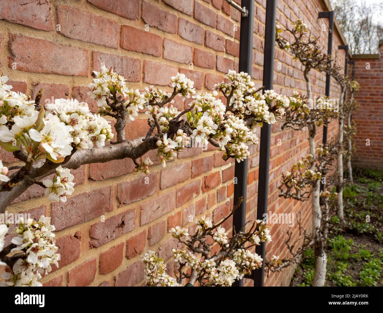 Cherry tree brick wall hi-res stock photography and images - Alamy