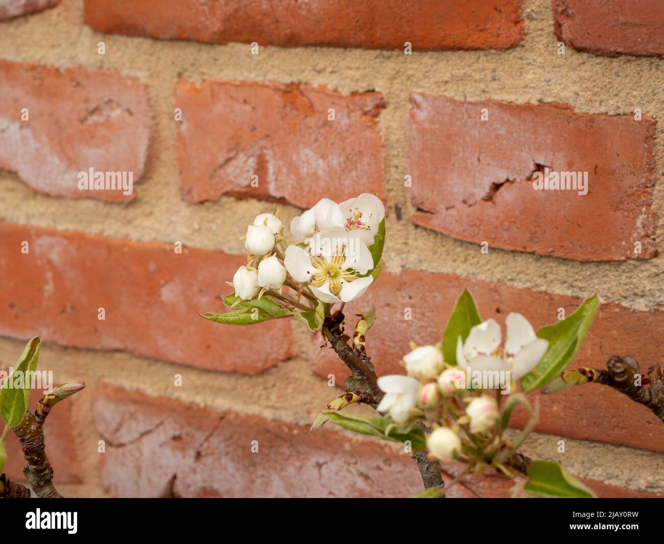 Cherry tree against wall hi-res stock photography and images - Alamy