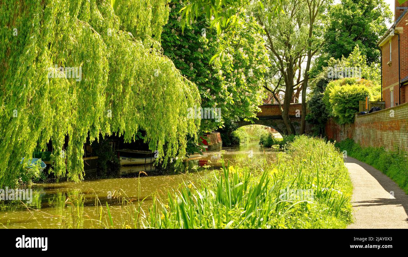 OXFORD CITY THE OXFORD CANAL FOOTPATH AND BRIDGE WILLOW AND CHESTNUT ...