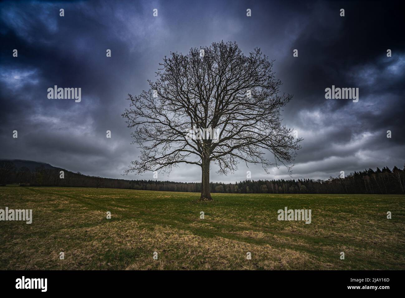 Lonely old and huge tree standing in the middle of the field against ...