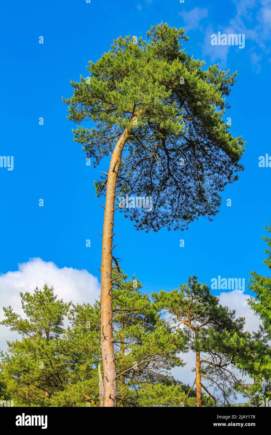 Blue sky with beautiful natural forest tree and agricultural landscape ...