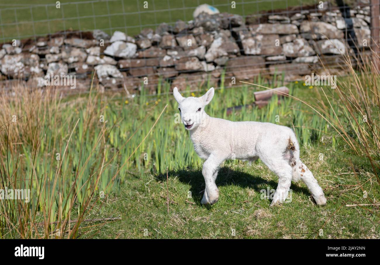 Argyll bute lamb hi-res stock photography and images - Alamy