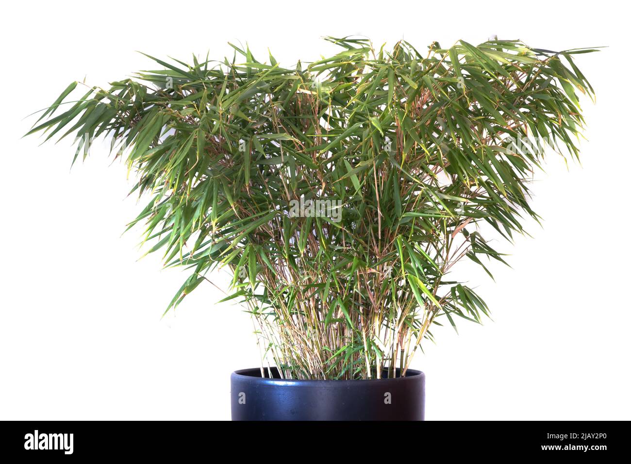 Fargesia rufa bamboo on white background Stock Photo - Alamy