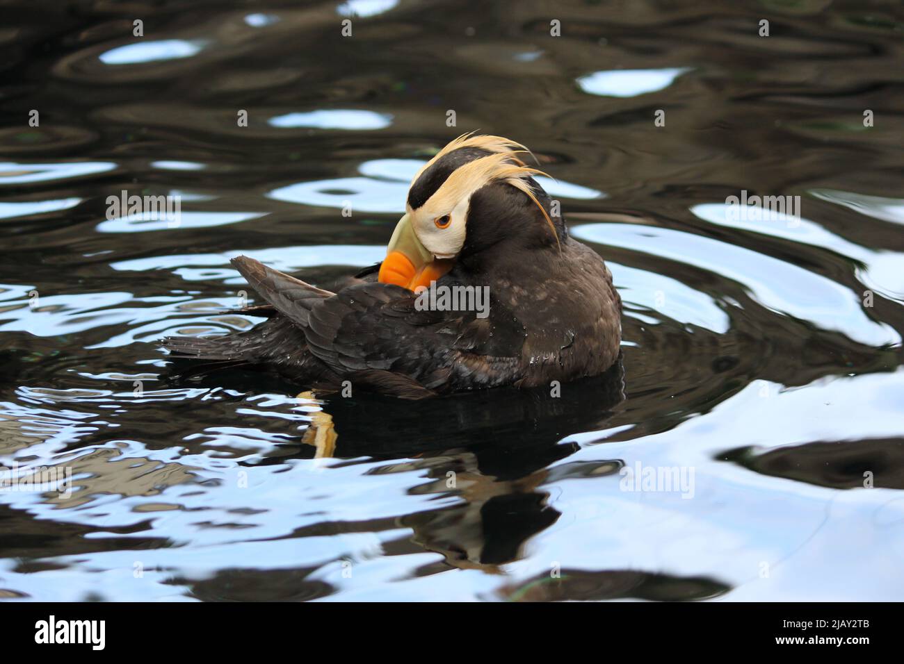 Puffin preening hi-res stock photography and images - Alamy