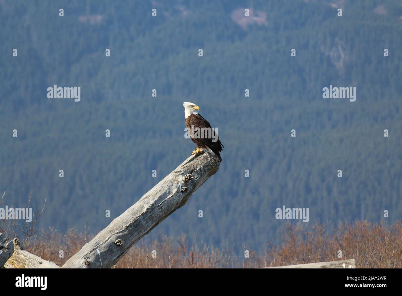 perching bald eagle against a forest background Stock Photo - Alamy