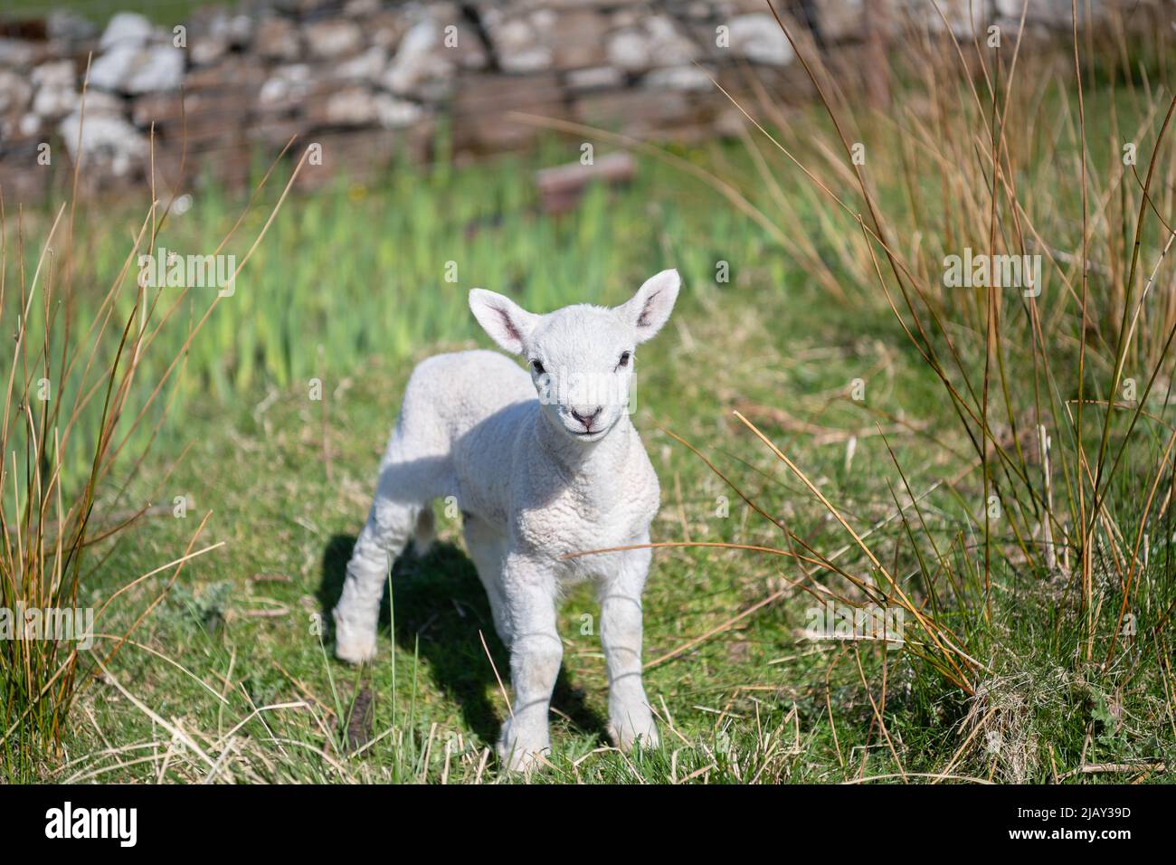 Argyll bute lamb hi-res stock photography and images - Alamy