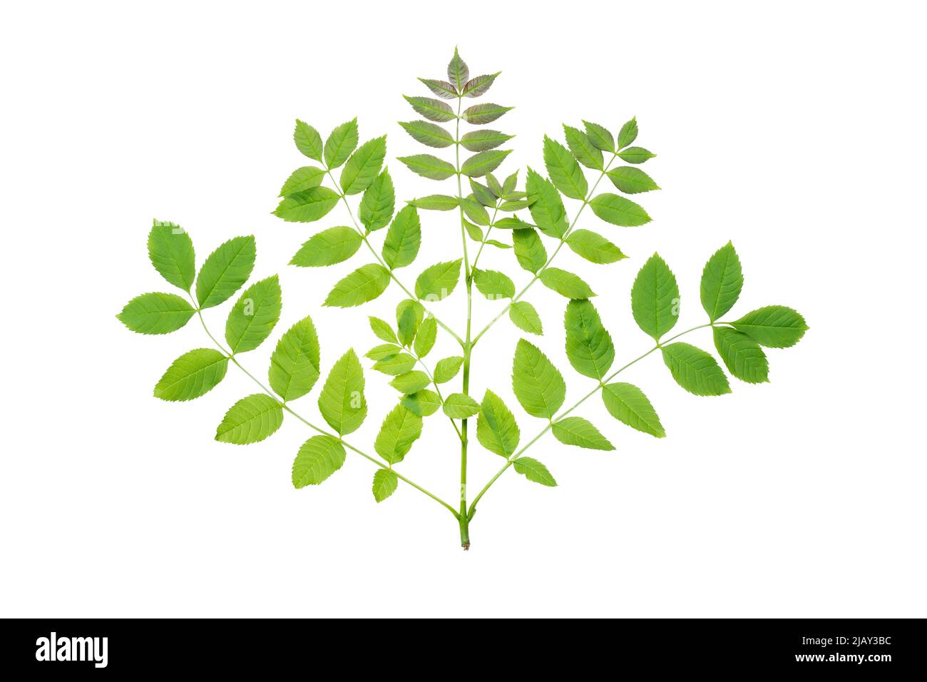 European ash (Fraxinus excelsior) branch with juicy spring leaves ...