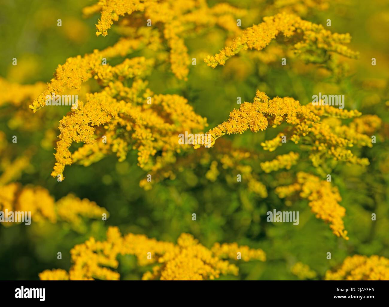 Flowering Goldenrod, Solidago, in a close-up Stock Photo - Alamy
