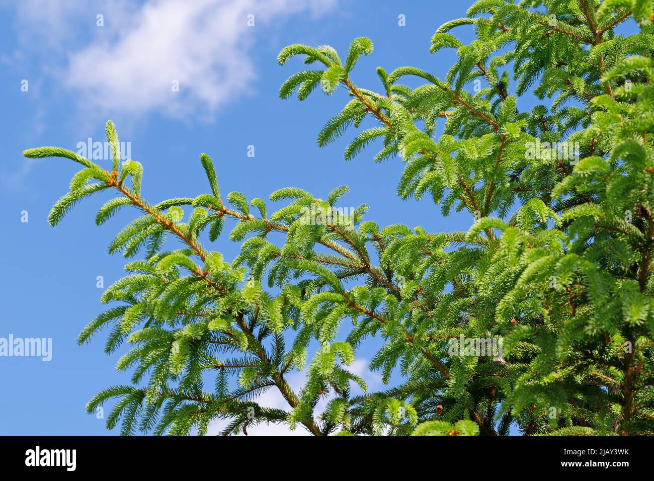 Norway spruce picea abies branches hi-res stock photography and images - Alamy