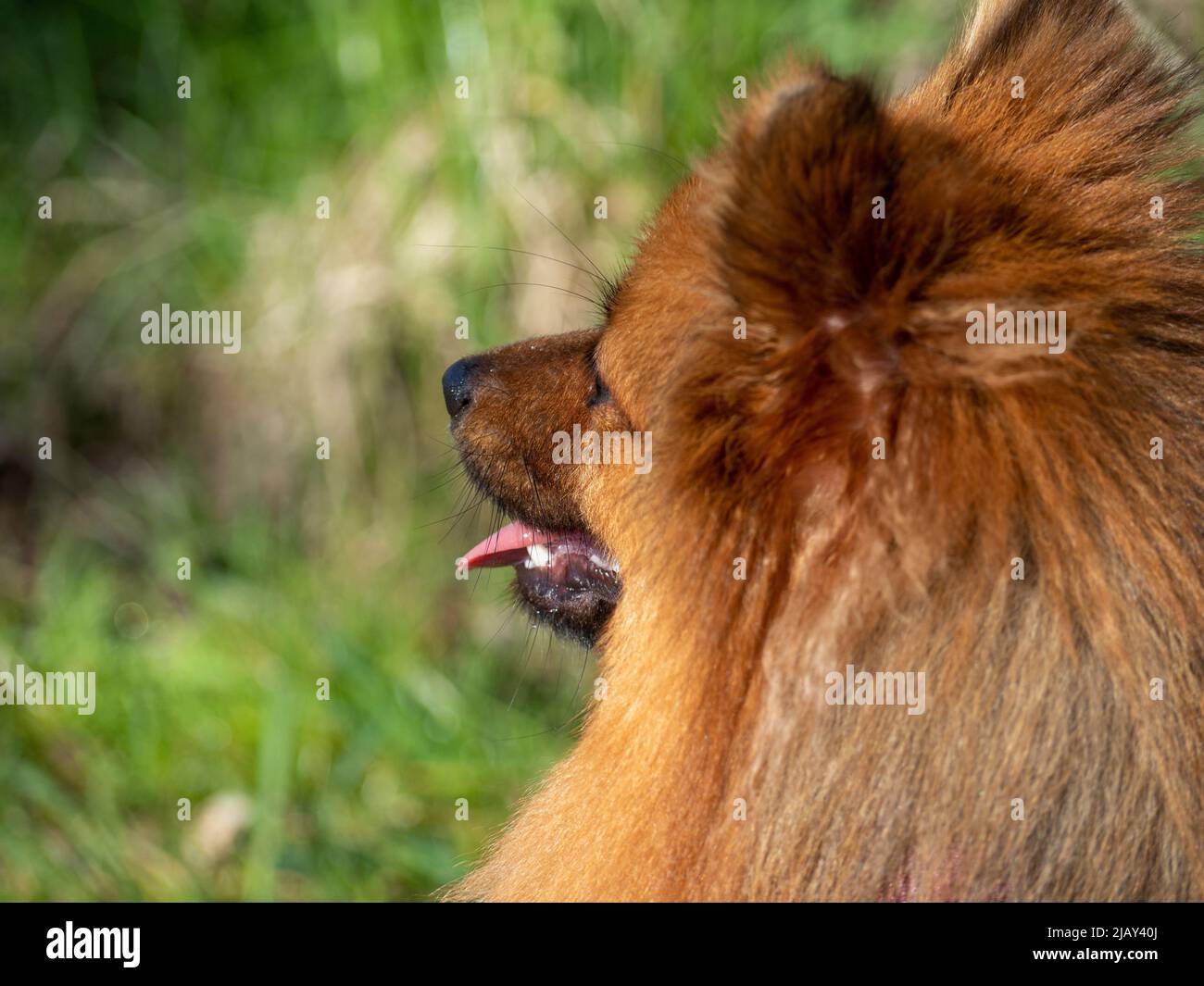 Red dog on green grass. Spitz dog breed. Spitz on green grass Stock ...