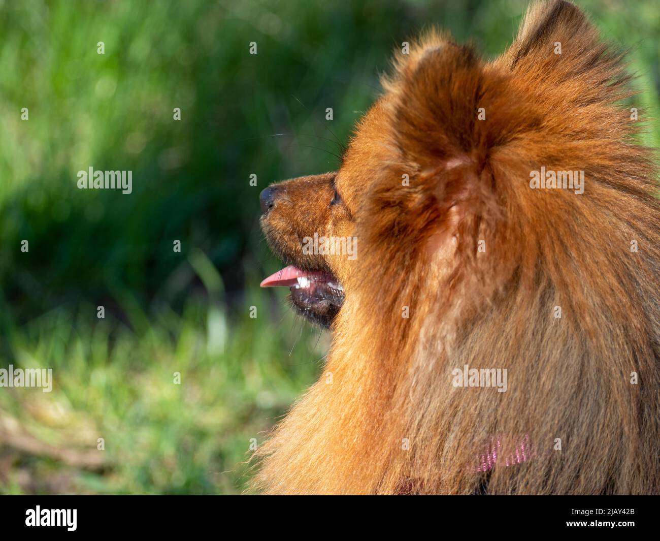 Red dog on green grass. Spitz dog breed. Spitz on green grass Stock ...