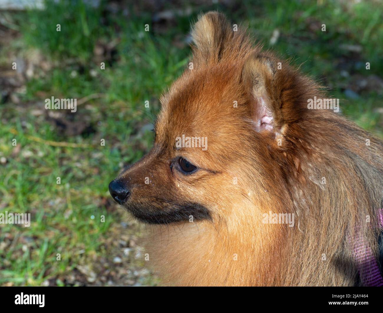 Red dog on green grass. Spitz dog breed. Spitz on green grass Stock ...