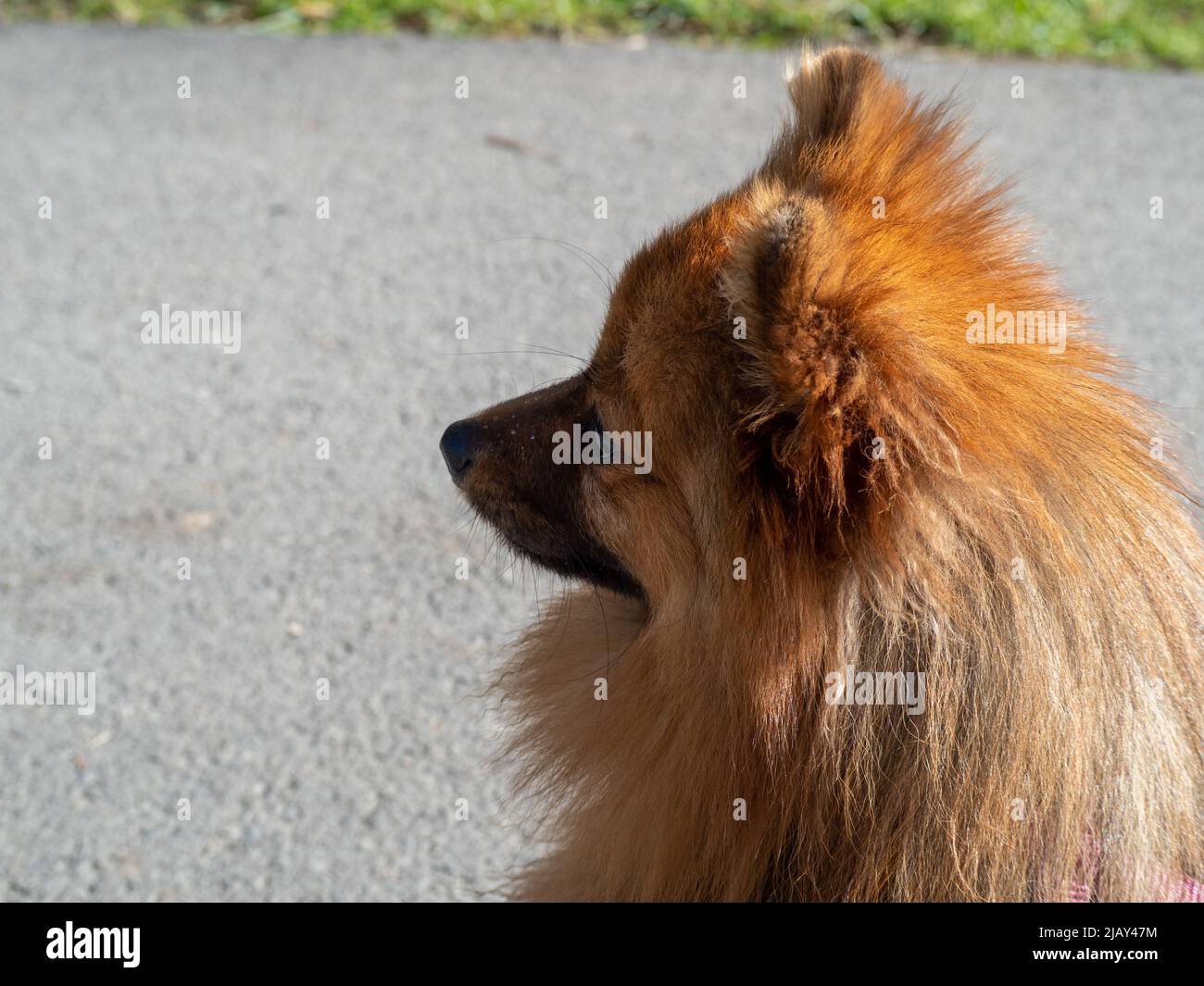 Red dog on green grass. Spitz dog breed. Spitz on green grass Stock ...