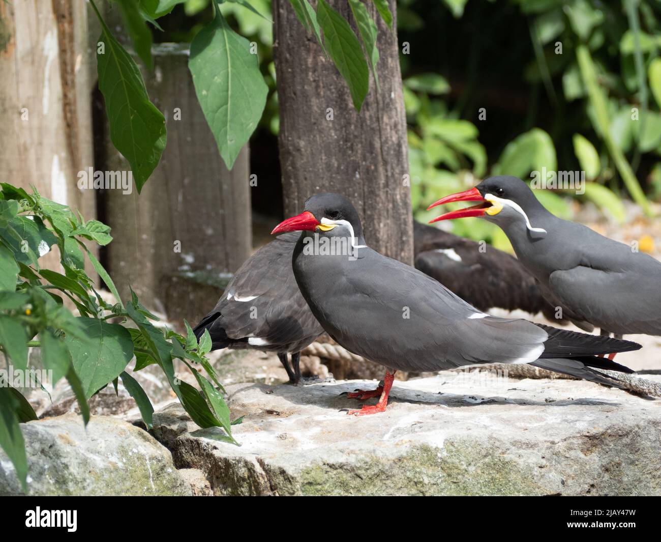 Inca Tern, Larosterna inca, by the water. High quality photo Stock ...