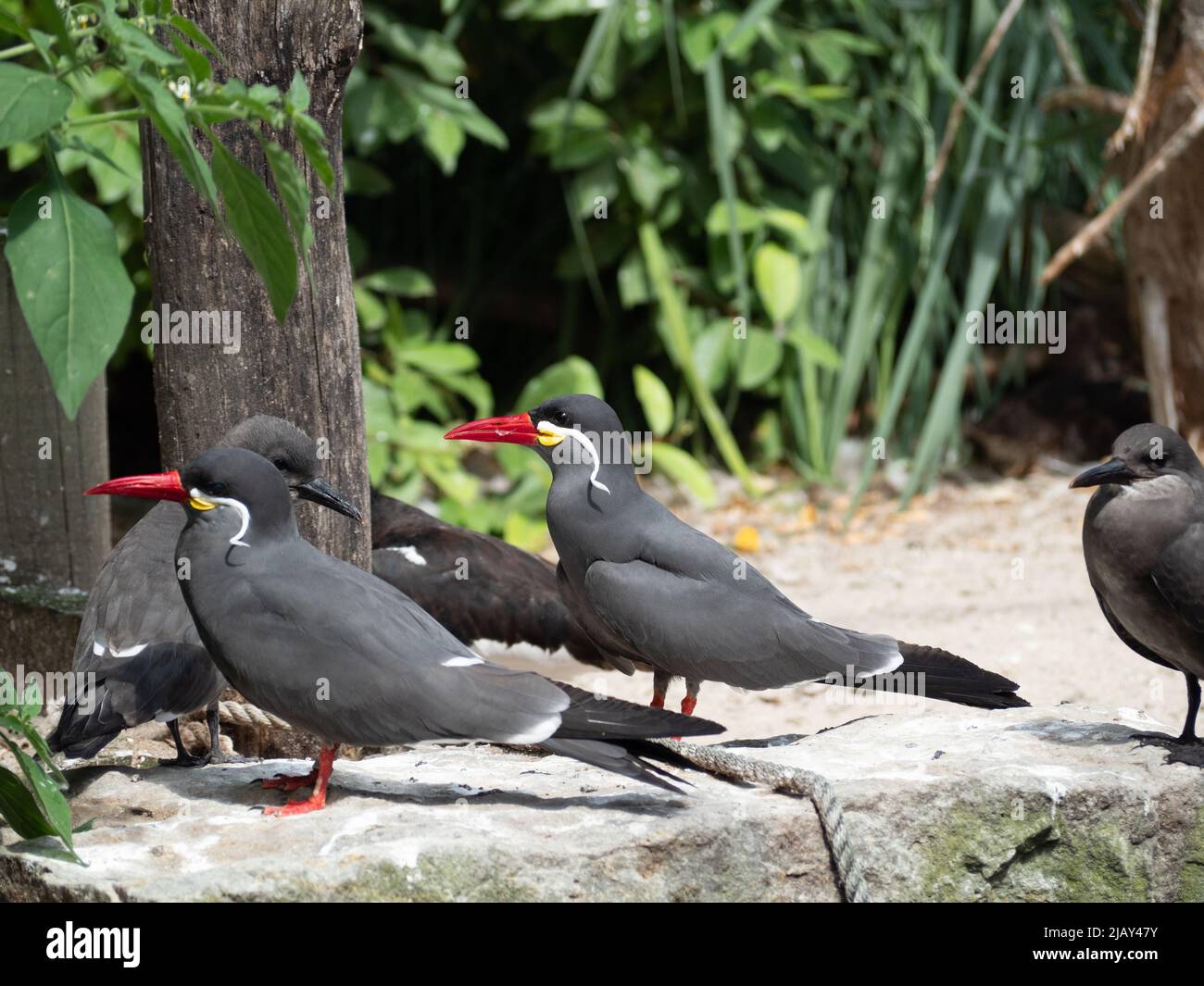 Inca Tern, Larosterna inca, by the water. High quality photo Stock ...