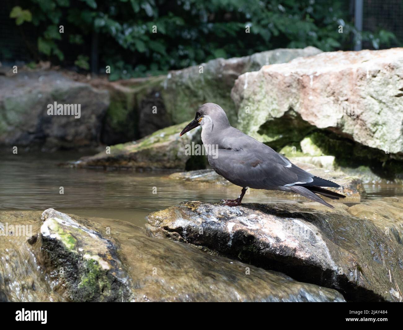 Inca Tern, Larosterna inca, by the water. High quality photo Stock ...